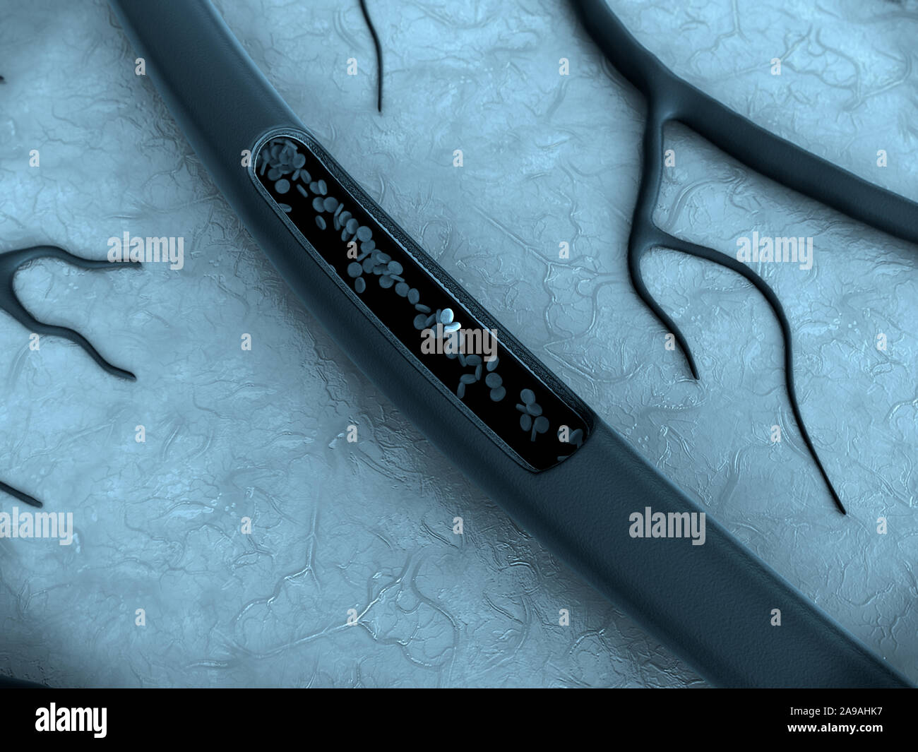 Blood vessels micrograph hi-res stock photography and images - Alamy