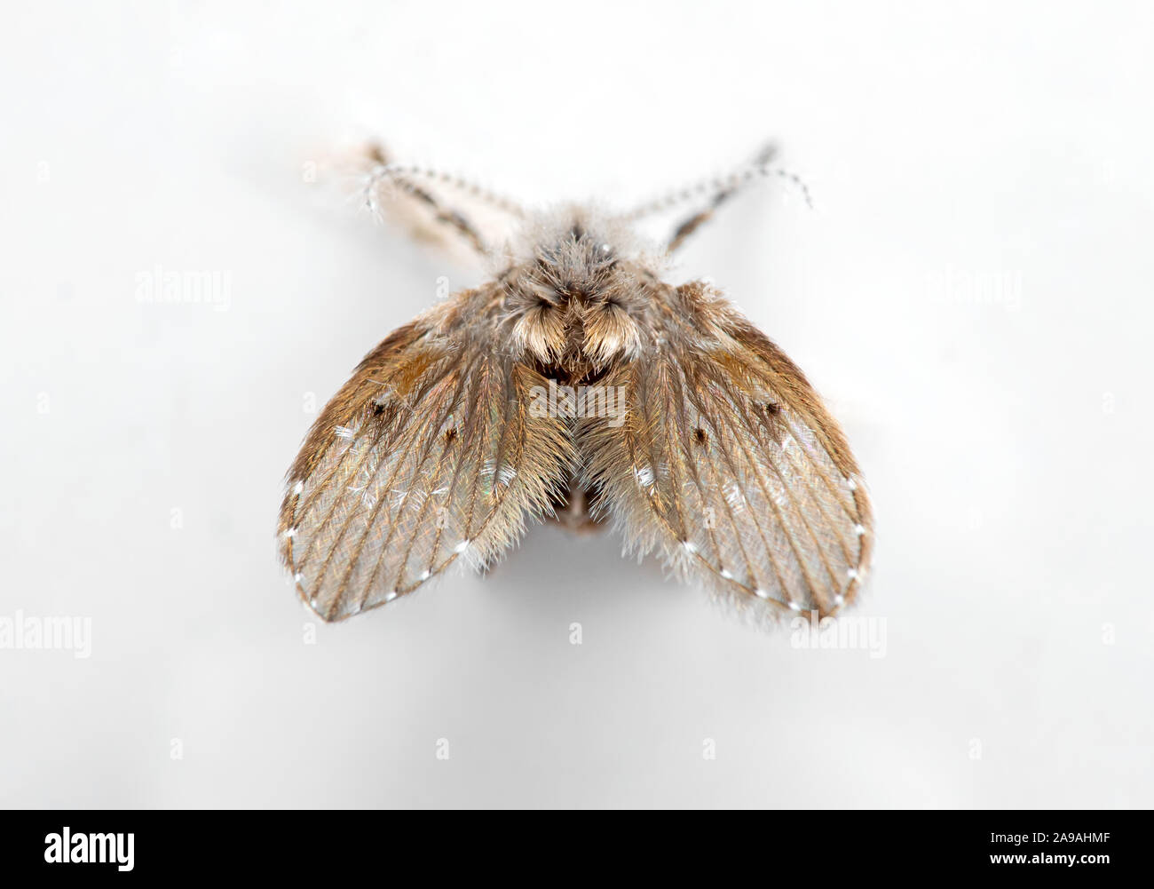 Macro Photography of Drain Fly Isolated on White Background Stock Photo ...