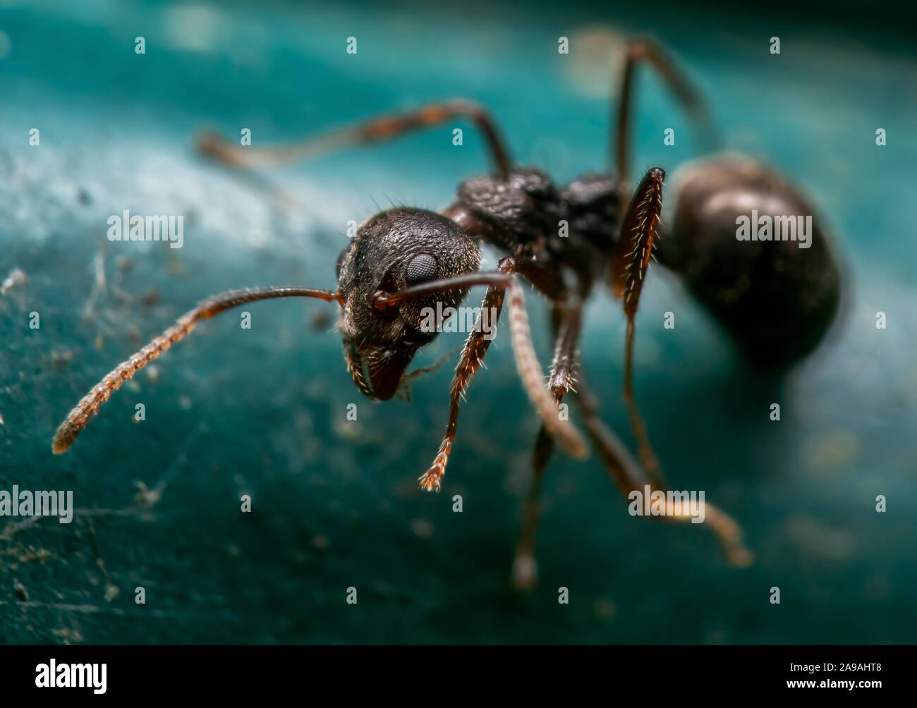Macro Photography of Tiny Black Garden Ant on Turquoise Floor Stock ...