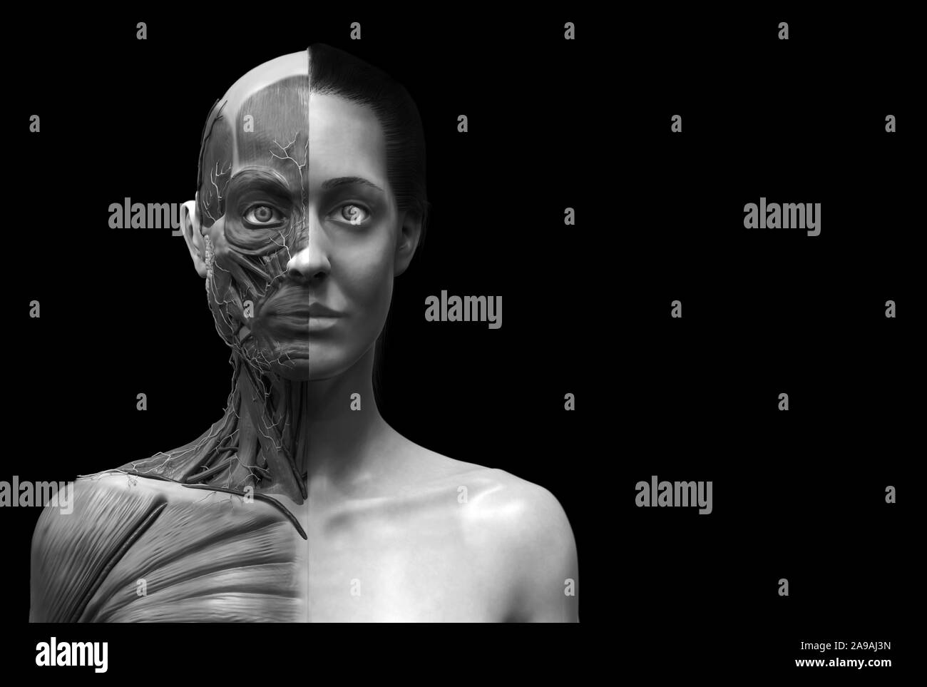 Human Female Anatomy Body Muscles Skeleton And