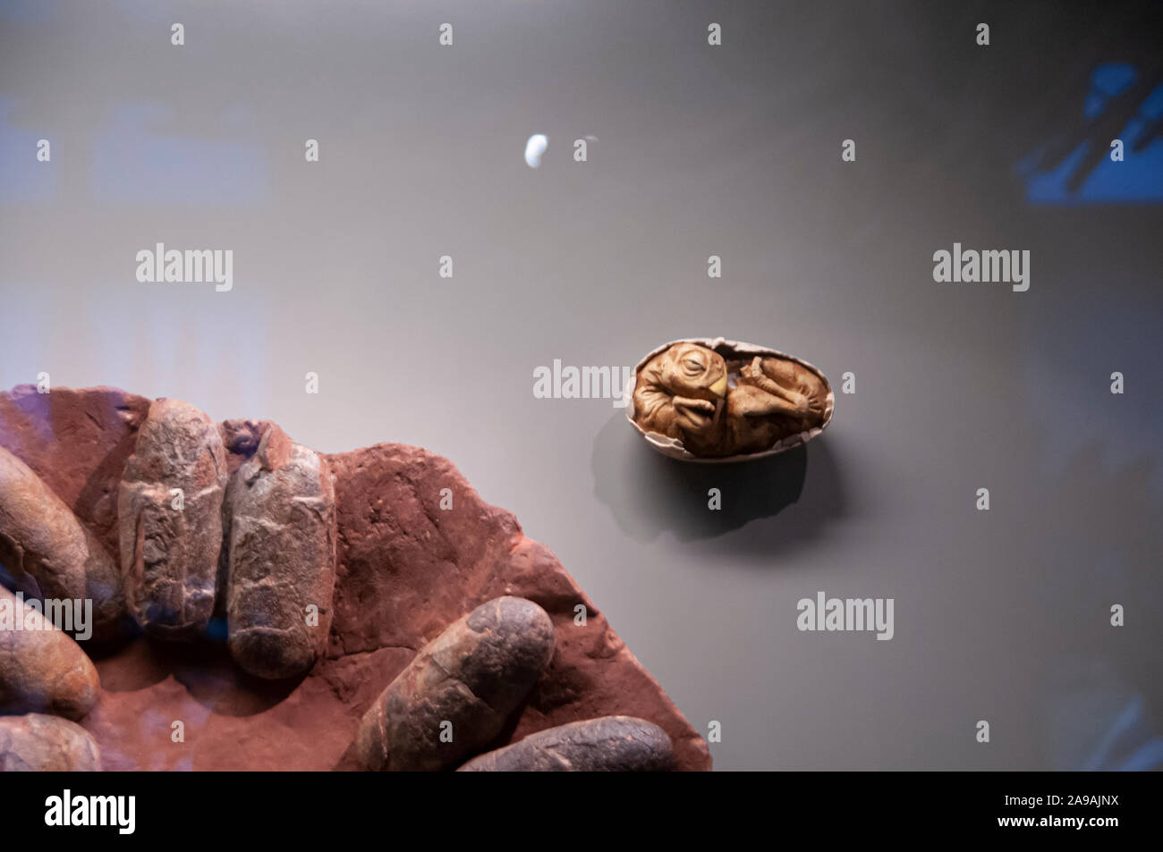 Dinosaur eggs fossilised hi-res stock photography and images - Alamy Dinosaur eggs fossilised hi-res stock photography and images - Alamy