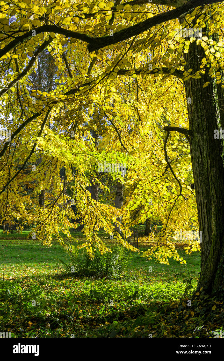 Autumn colours at Westonbirt, The National Arboretum,Gloucestershire ...