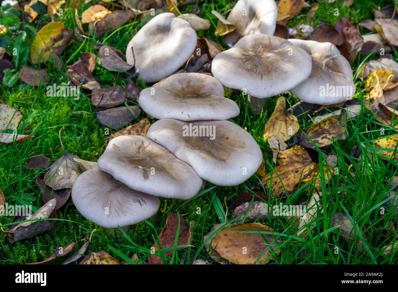 Close-up of autumn fungi growing in grass iat Westonbirt National ...