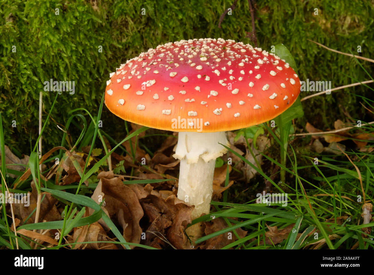 Fly Agaric, or Amanita muscaria, toadstool in British woodland Stock ...