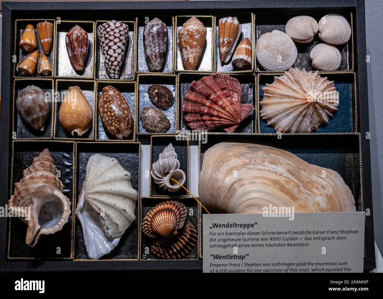 Collection of rare seashells and snail shells at the Natural History ...