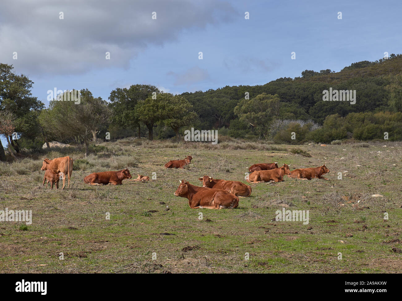 Cow flock hi-res stock photography and images - Alamy