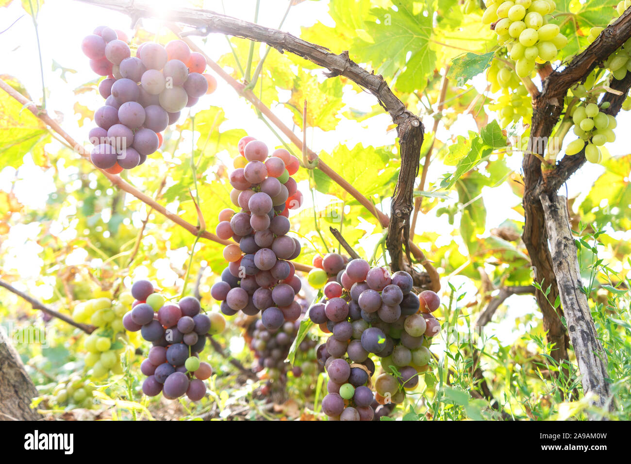 Red fruit intertwined hi-res stock photography and images - Alamy