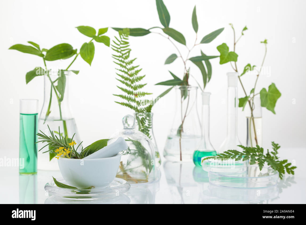 Cosmetic laboratory experiment and research with leaf, oil and ...