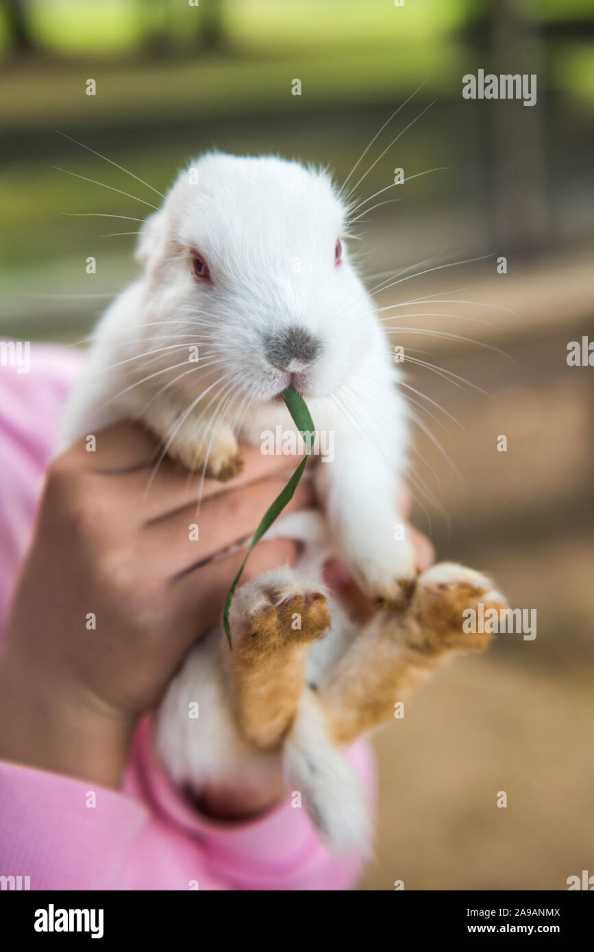 Little white rabbit is sitting in the baby arms Stock Photo - Alamy