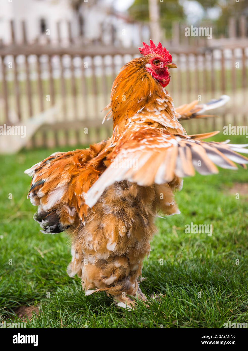 Brown Rooster flapping its wings on green grass Stock Photo - Alamy