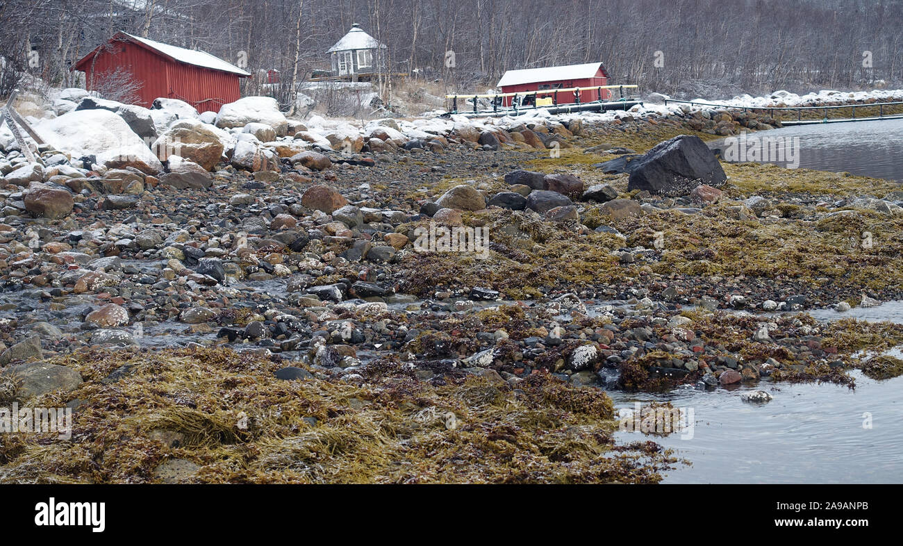Finnmark food crab hi-res stock photography and images - Alamy