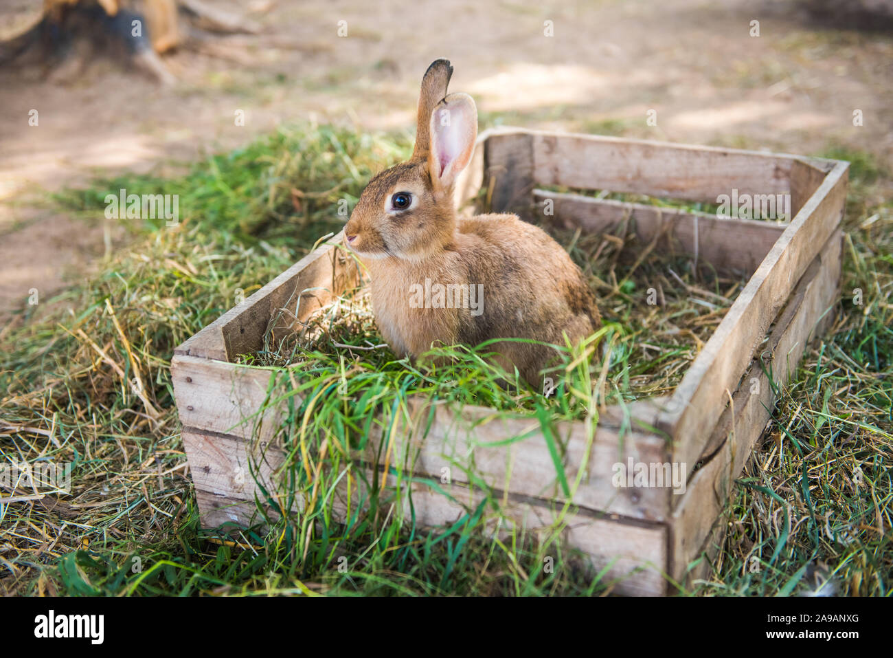 Cute rabbit scared hi-res stock photography and images - Alamy
