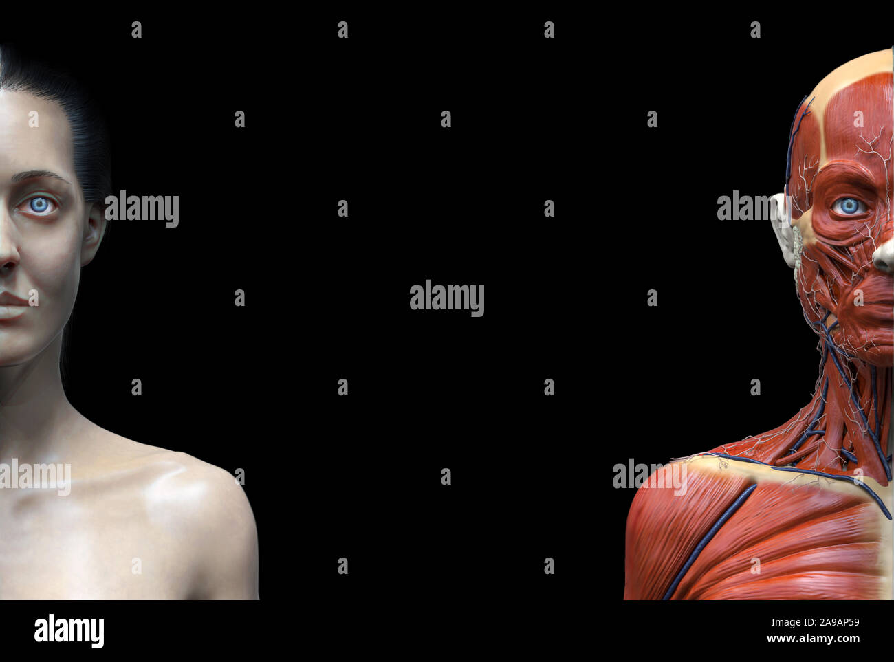 Human body anatomy of a woman muscles structure of a female, front view ...