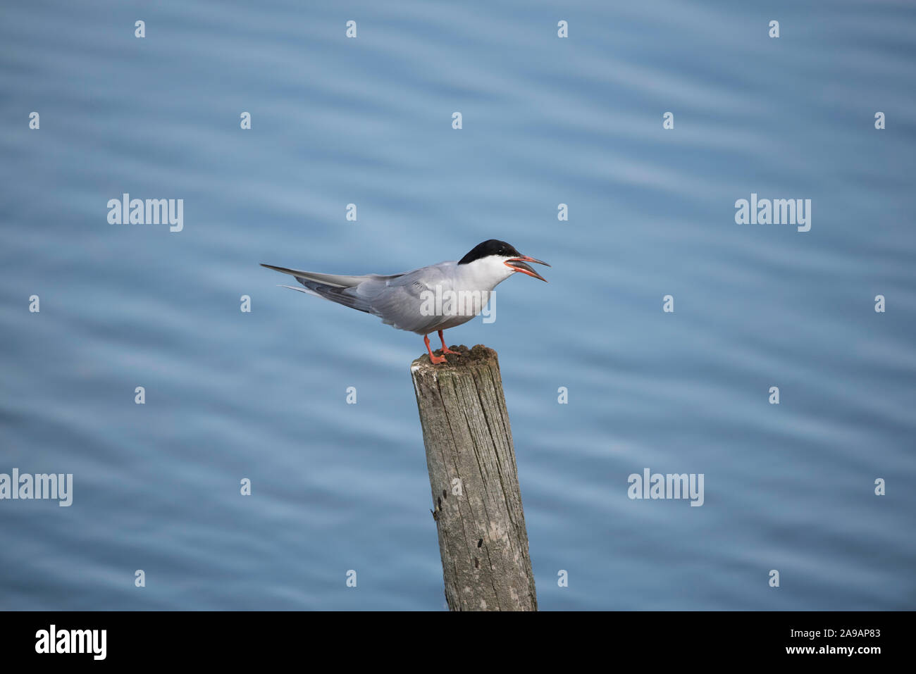 Common tern at Pitsford Nature reserve Stock Photo - Alamy