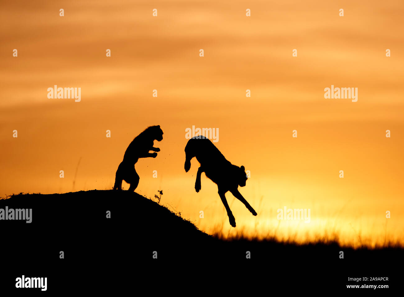 AFRICA: A cheetah and her cub practice their moves at dusk. DANCING to ...