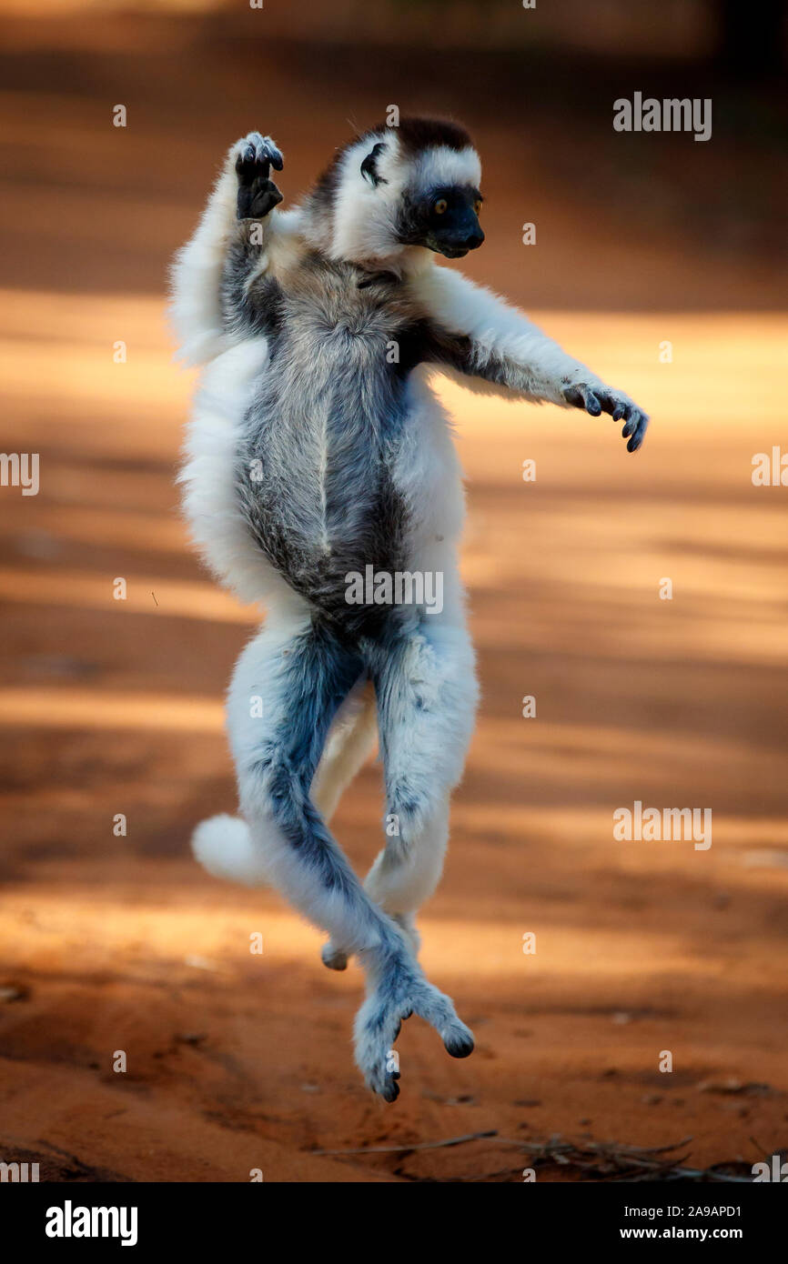 AFRICA: Heel tap. DANCING to the afrobeat! Remarkable photos show a ...