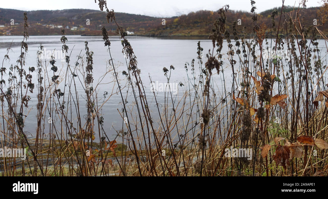 Bridge saltstraumen hi-res stock photography and images - Alamy