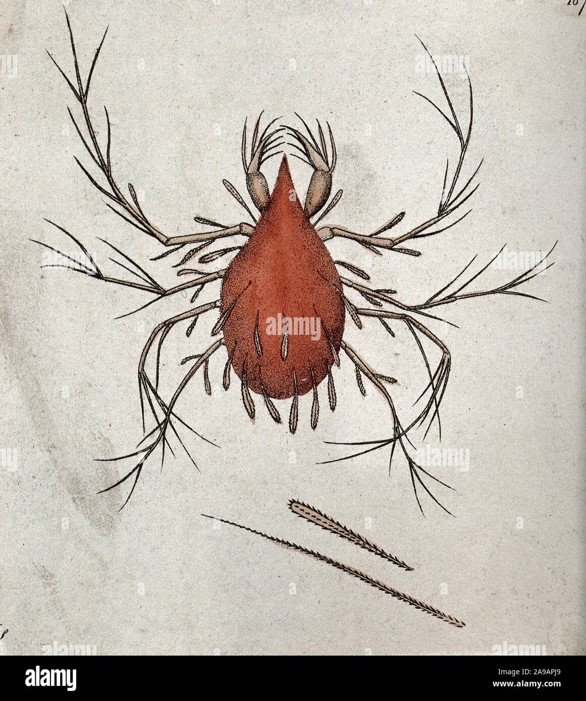 Zebra spider cute hi-res stock photography and images - Alamy