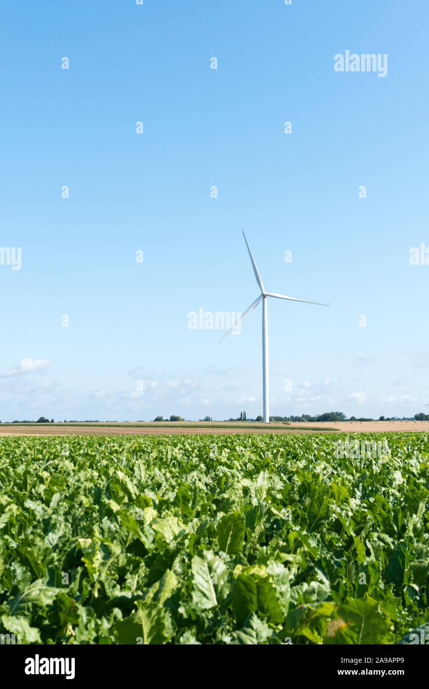 Endless fields of wheat hi-res stock photography and images - Alamy