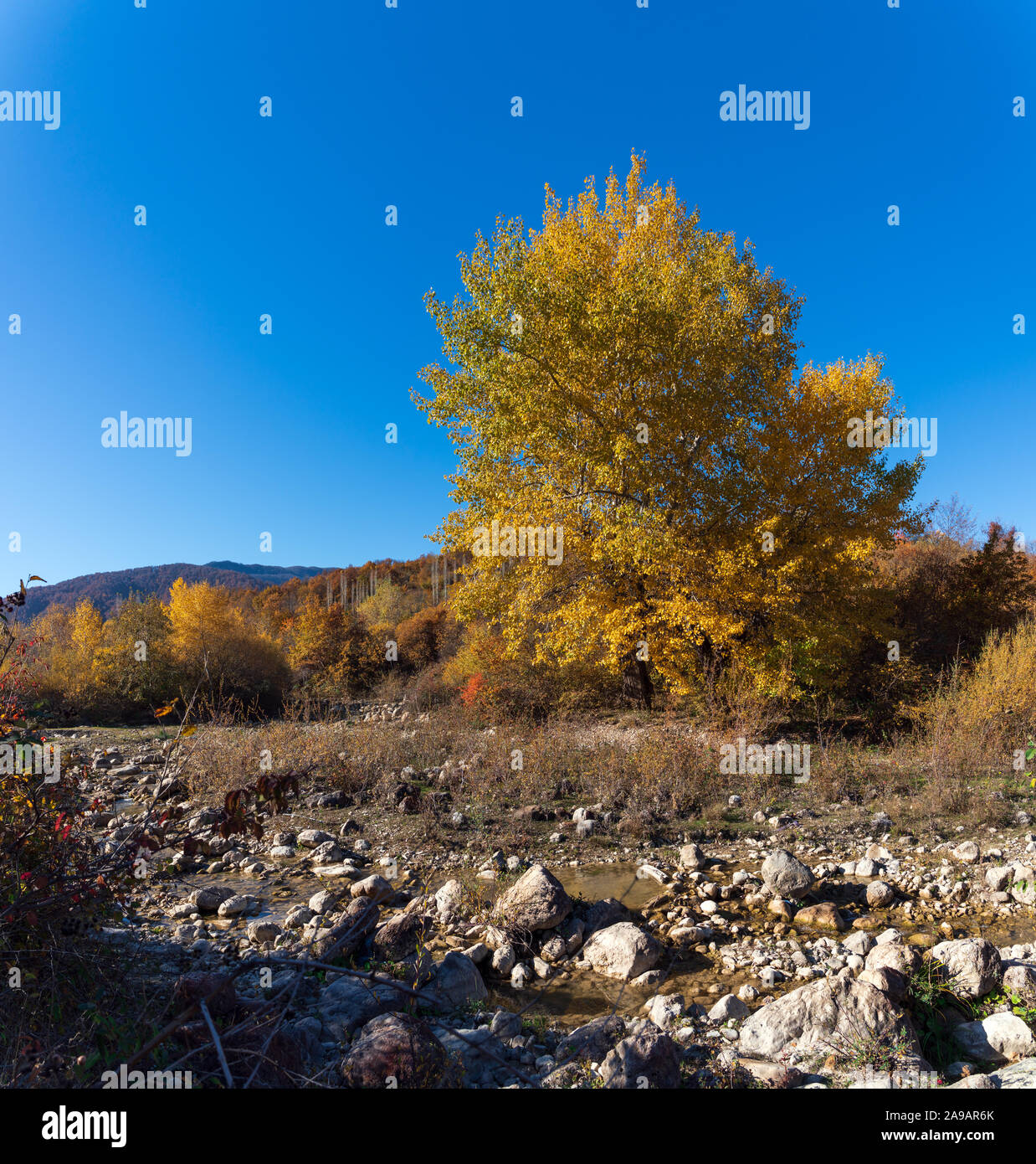 Beautiful huge oak tree hi-res stock photography and images - Alamy