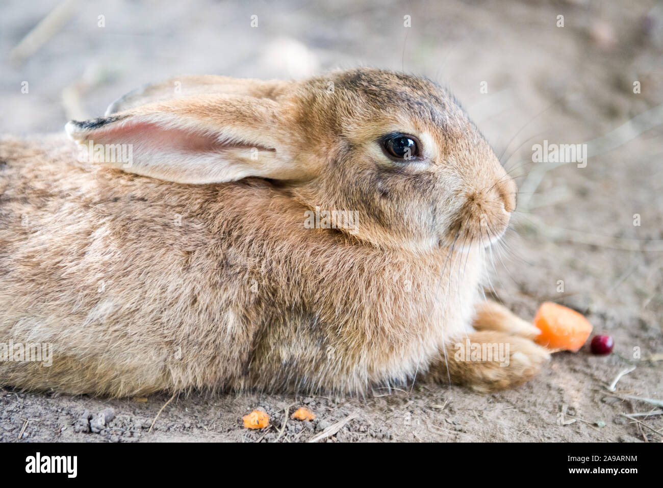 Rabbit eating carrot hi-res stock photography and images - Alamy