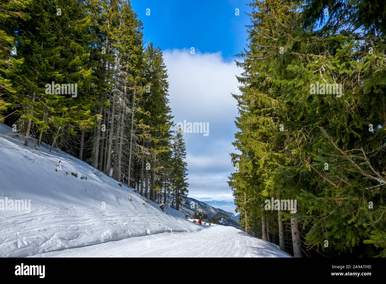 Tall trees on mountain slope hi-res stock photography and images - Alamy