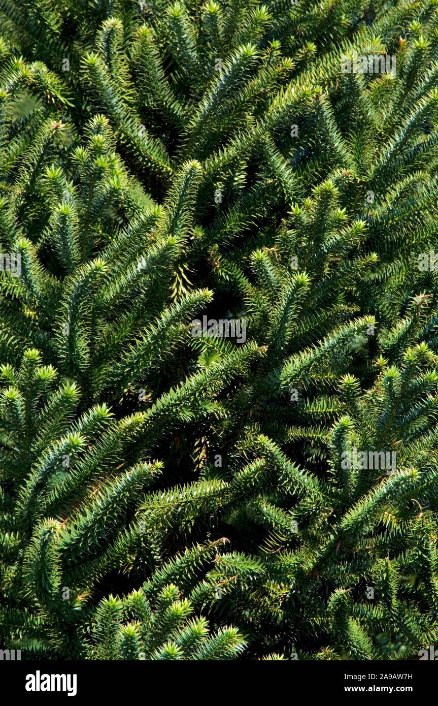 Santo antonio pinhal hi-res stock photography and images - Alamy