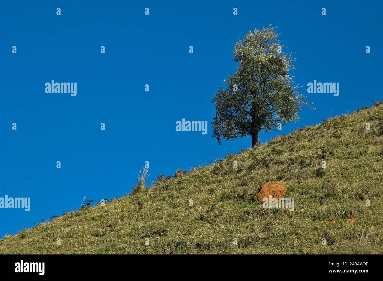 Tree, Santo Antonio do Pinhal, São Paulo, Brazil Stock Photo - Alamy