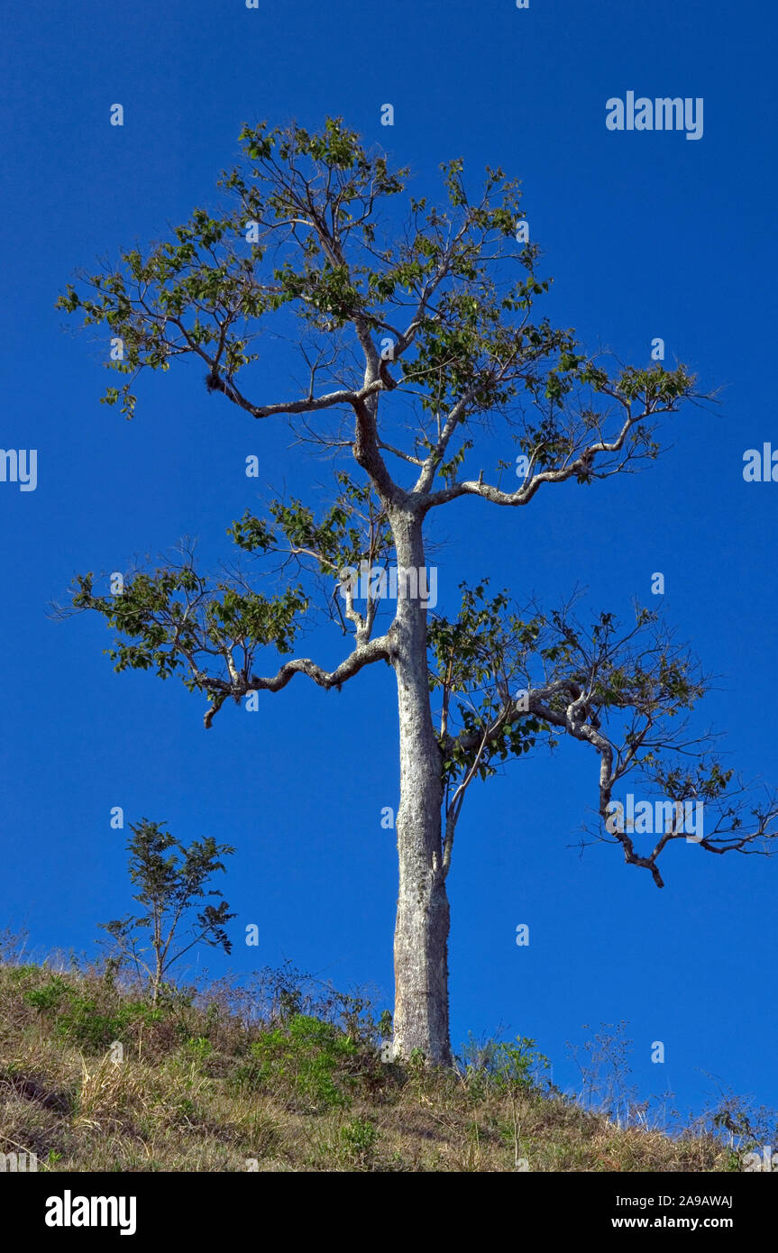 Antonio do pinhal hi-res stock photography and images - Alamy