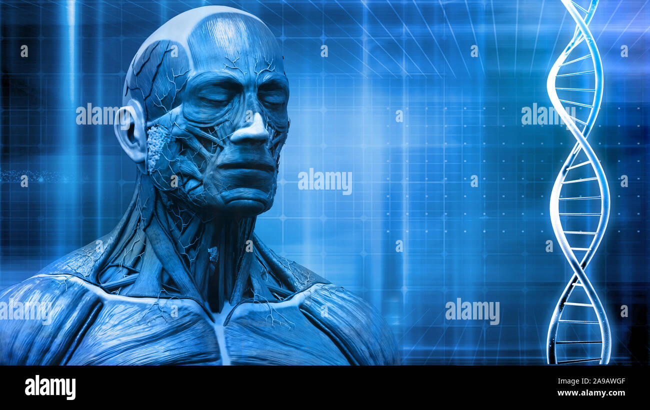 Abstract background of human body anatomy and dna , muscle anatomy ...