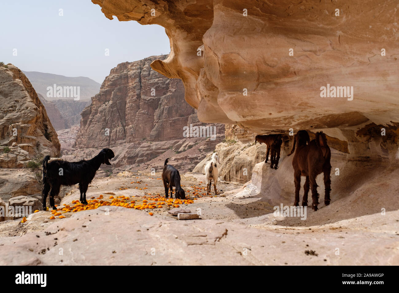 Goats eating oranges on a mountain in Petra, Jordan Stock Photo - Alamy