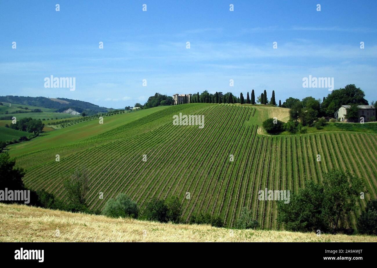The vineyard on the hillside is still young, but the hot summer sun ...