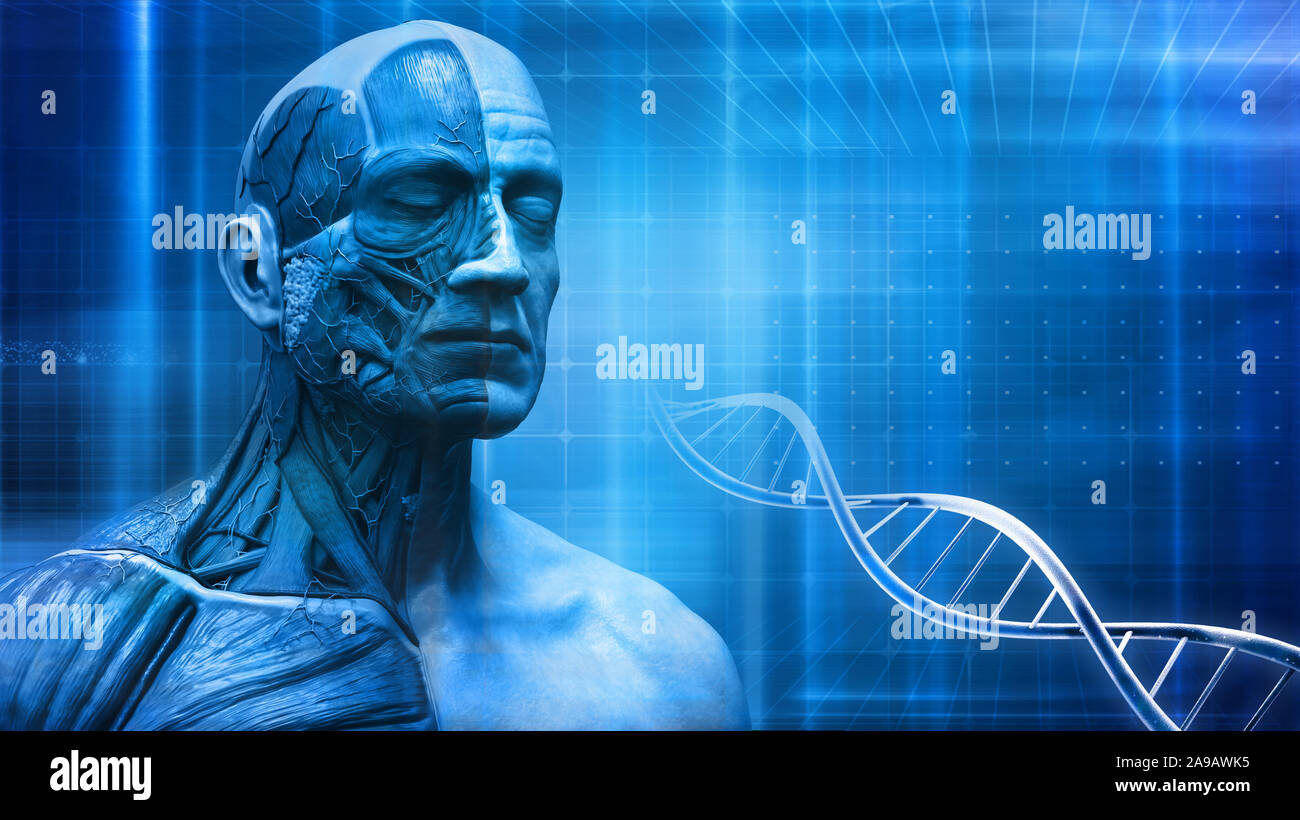 Abstract background of human body anatomy and dna , muscle anatomy ...