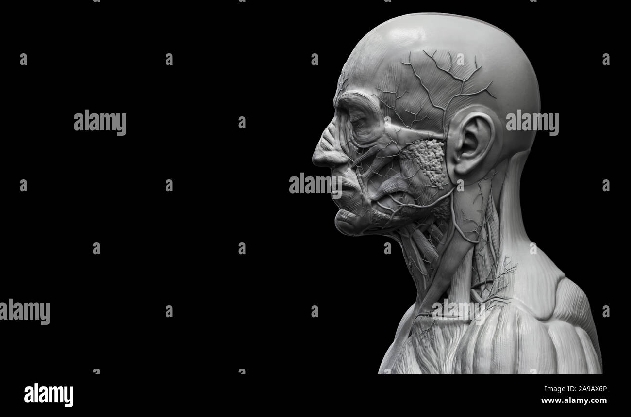 Human body anatomy muscles structure of a male, front view side view ...