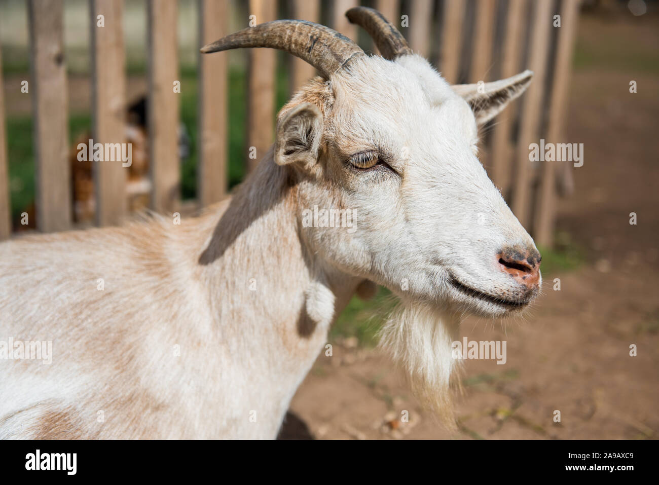 Portrait of a white goat close-up on the farm Stock Photo - Alamy