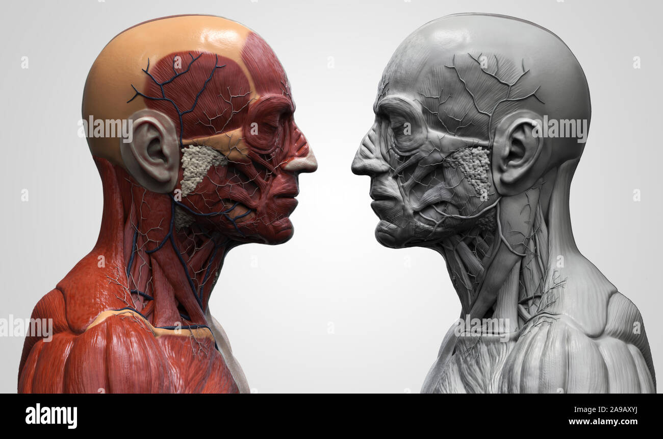 Anatomy male muscular front view hi-res stock photography and images ...