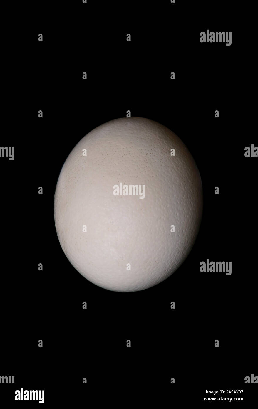 Big ostrich egg isolated on a black background, close up. Organic fresh ...