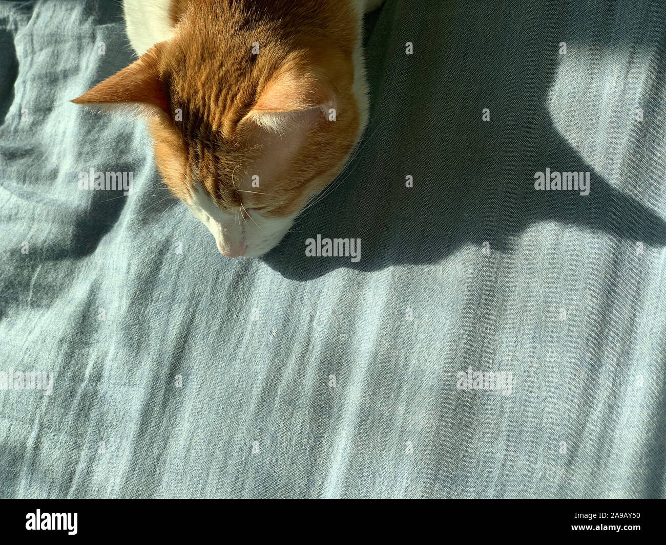 ginger cat sunbathing on the bed Stock Photo - Alamy