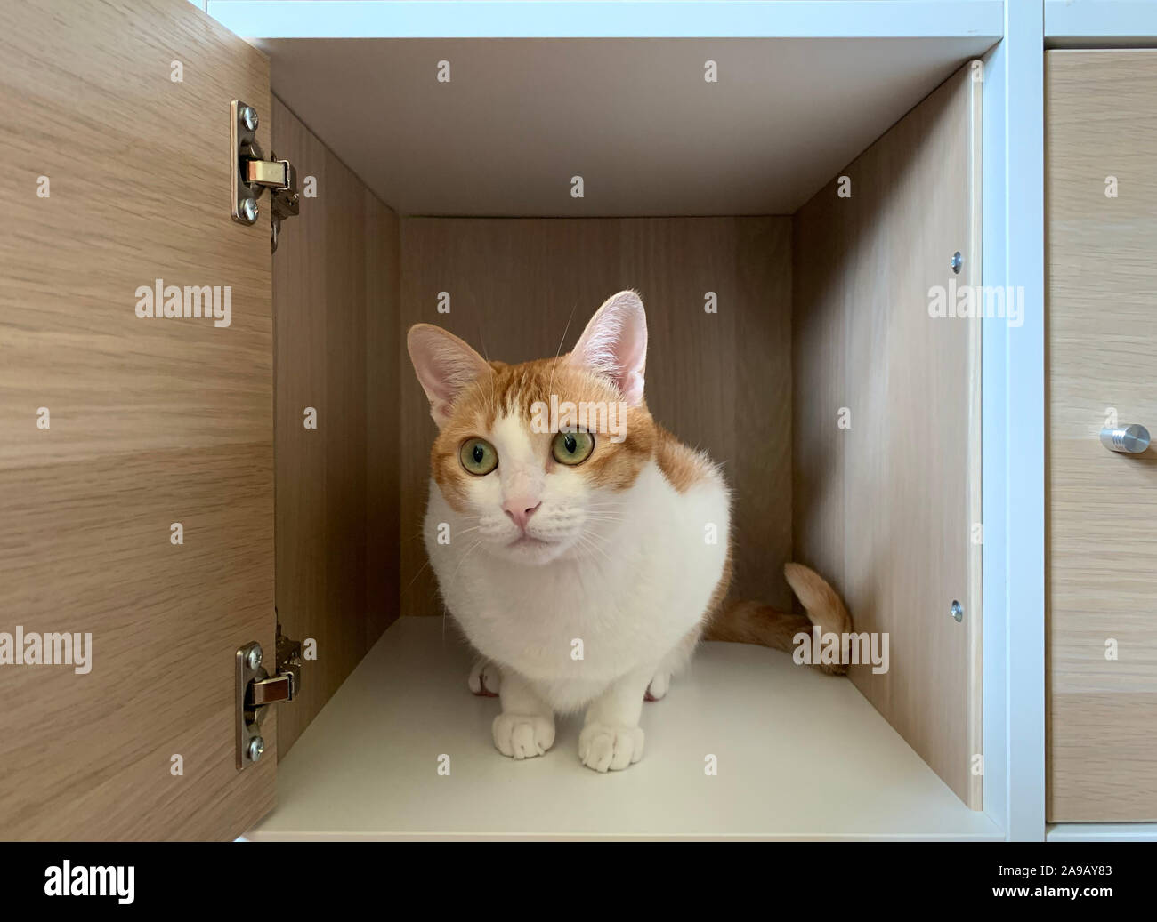 ginger cat in the box Stock Photo - Alamy