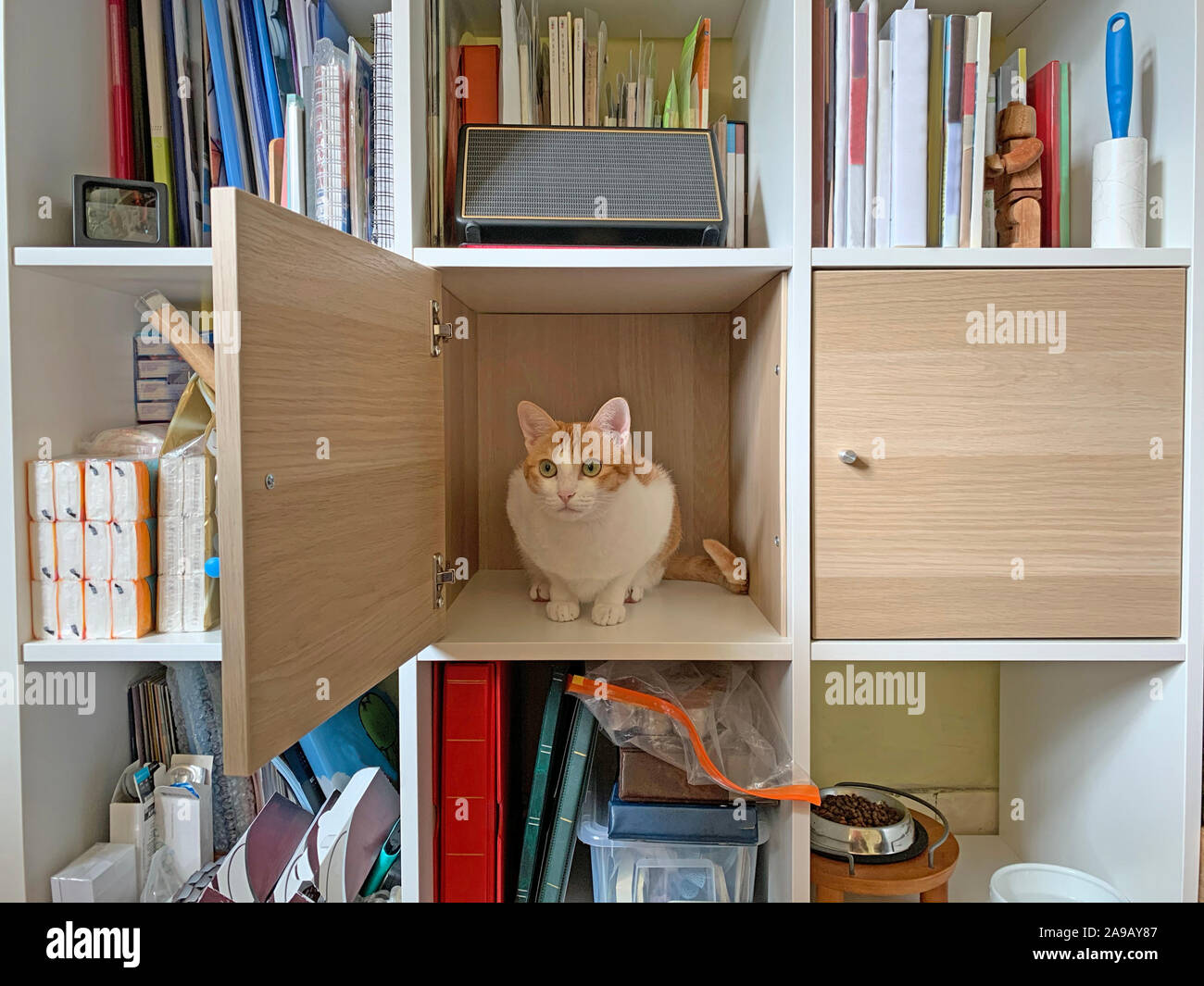ginger cat in the box Stock Photo - Alamy