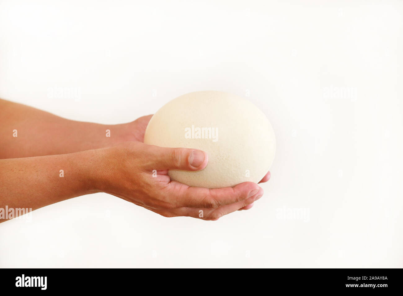 Male hands holding of big ostrich egg isolated on white background ...