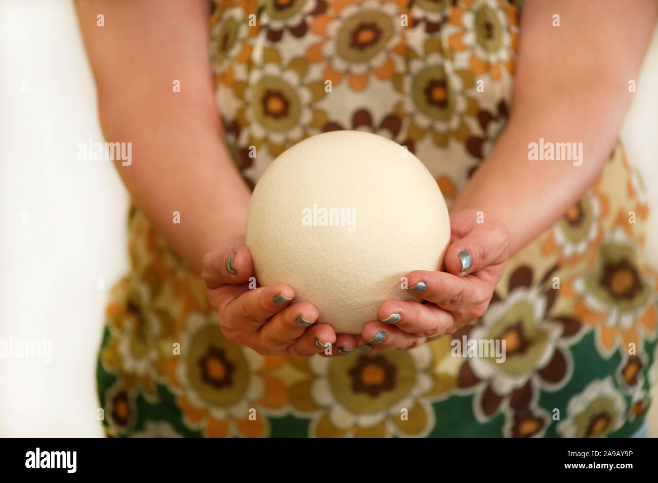 Female hands holding of big ostrich egg on white background, size ...