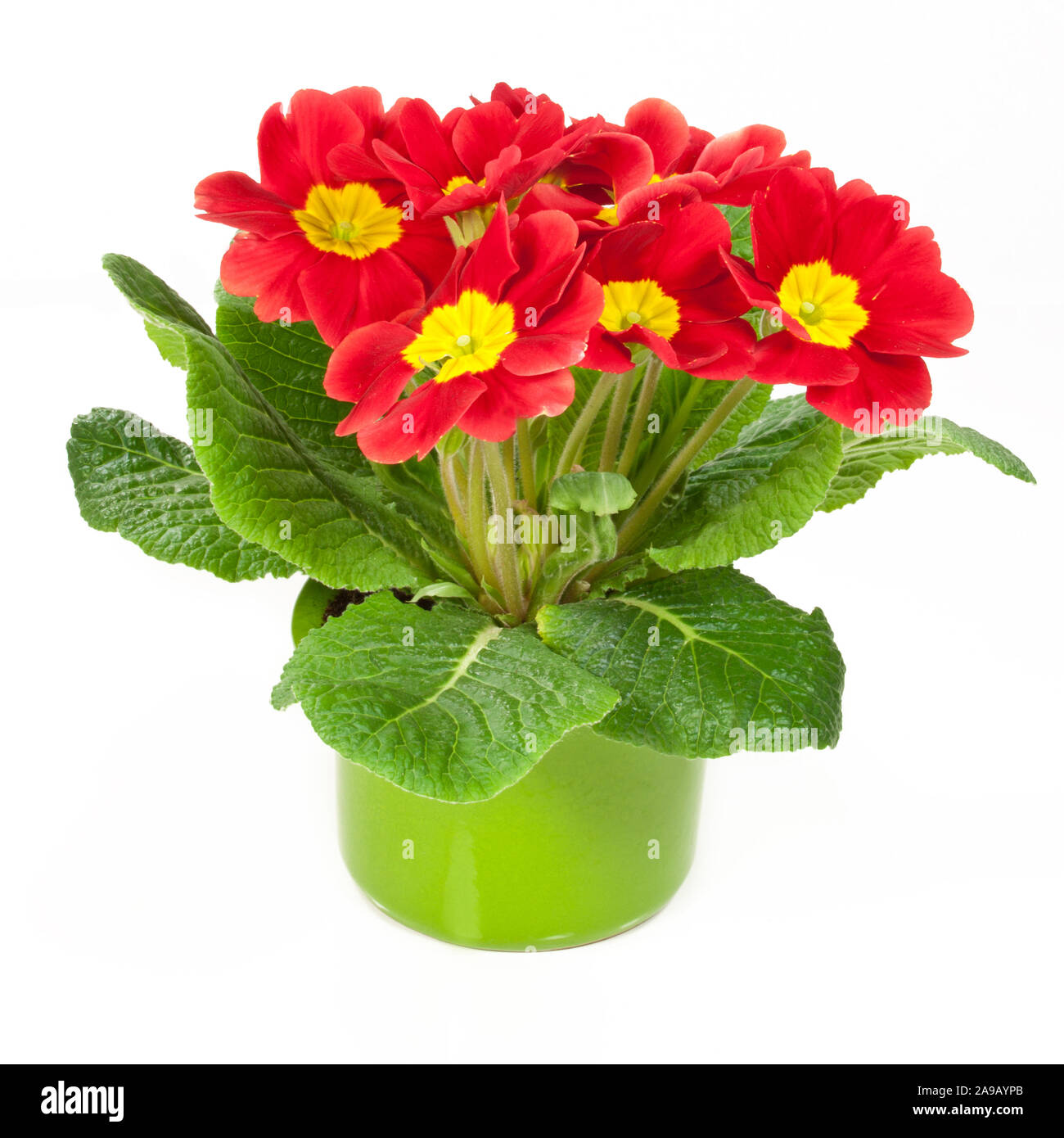 Primroses and flower pot isolated against white background Stock Photo ...