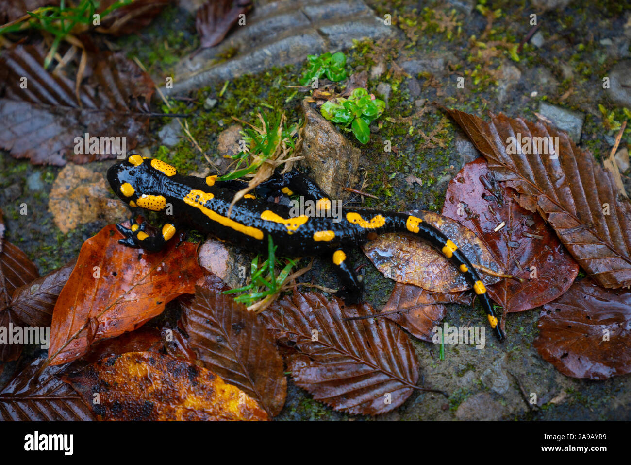 Fire salamander hi-res stock photography and images - Alamy