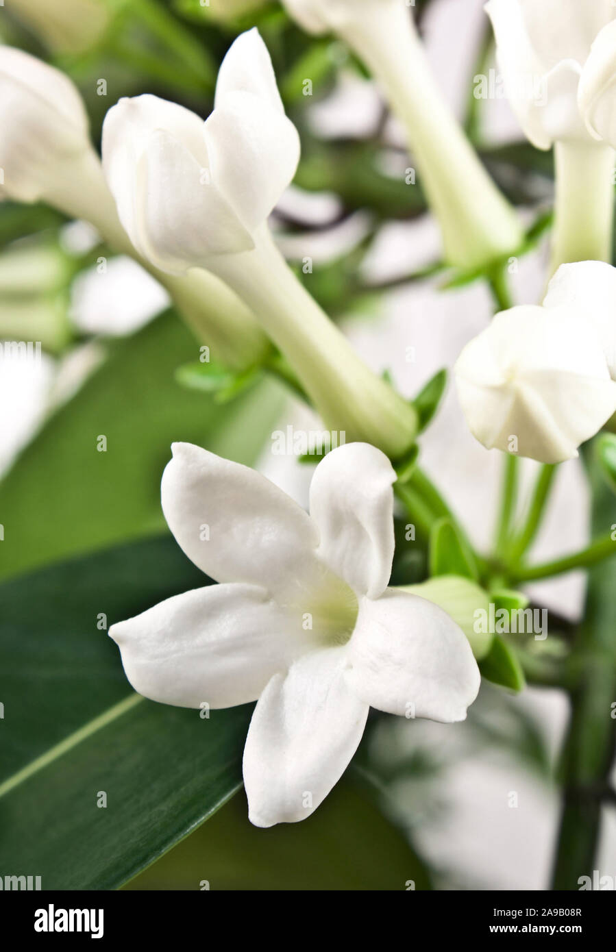 Jasmine blossoms hi-res stock photography and images - Alamy