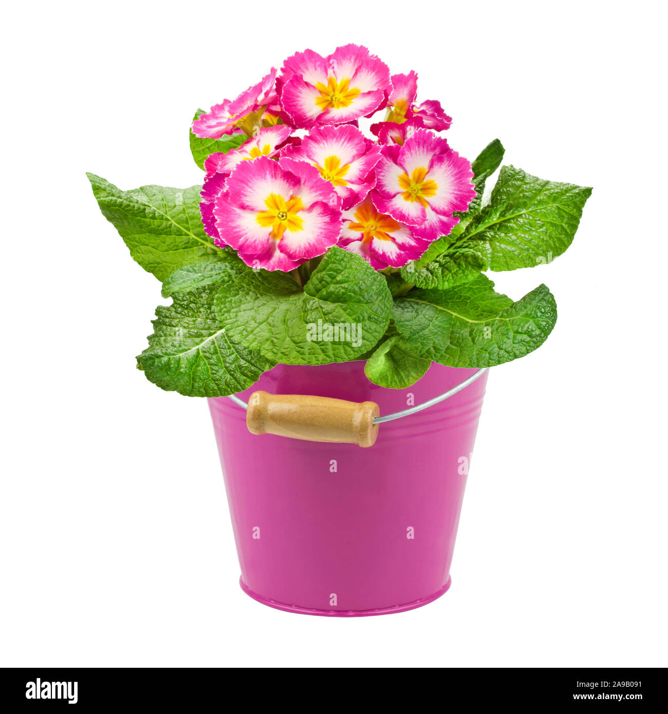 Primroses and flower pot isolated against white background Stock Photo ...
