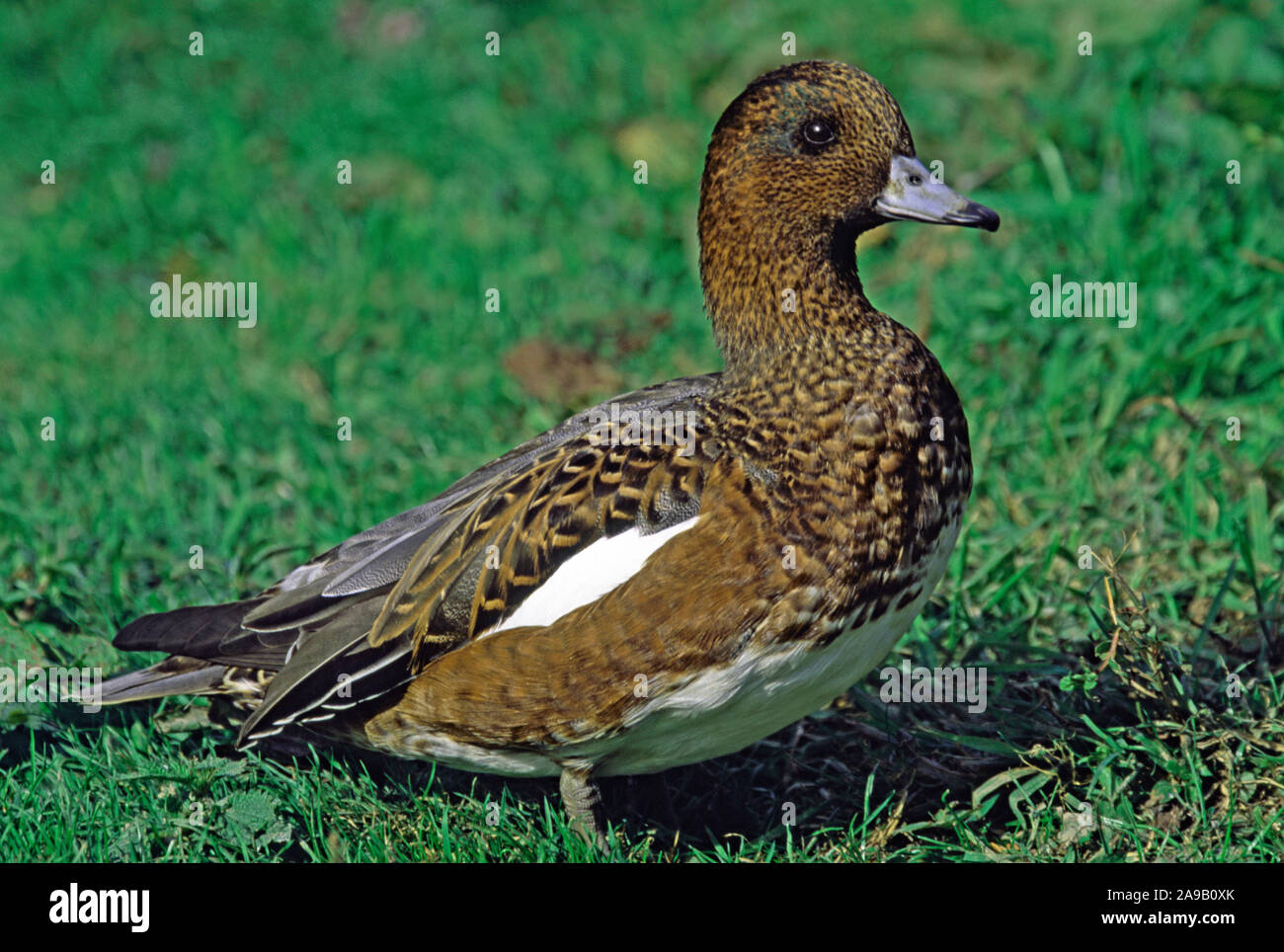 European WIGEON drake on land Anas penelope showing eclipse plumage - a ...