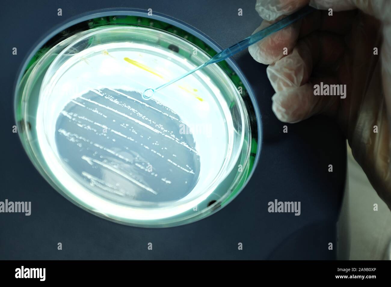 Glass microbial research hi-res stock photography and images - Alamy