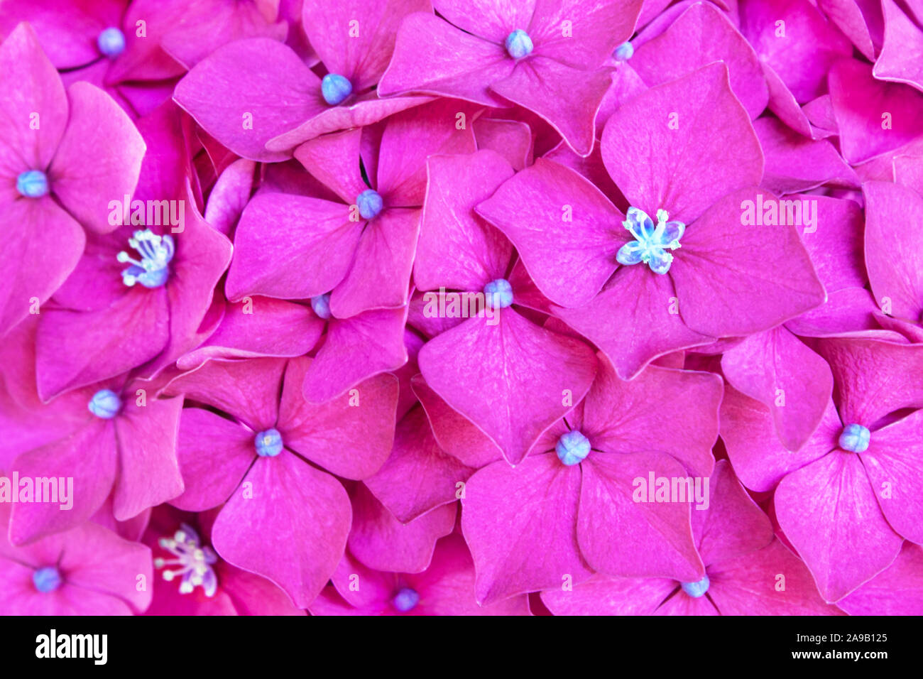Pink Hydrangea Flower Background Stock Photo - Alamy