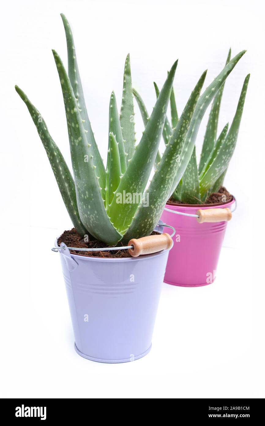 Aloe Vera anf flower pots Stock Photo - Alamy